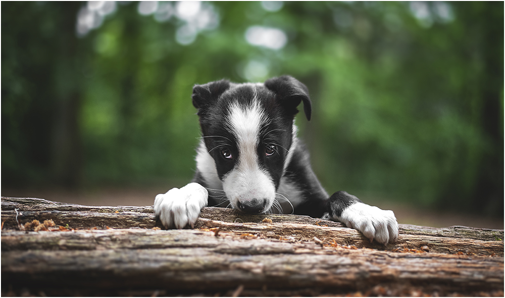 Luna Tale Border Collies