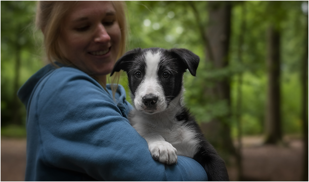 Luna Tale Border Collies