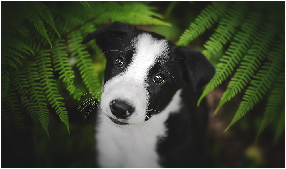 Luna Tale Border Collies