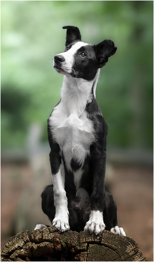 Luna Tale Border Collies