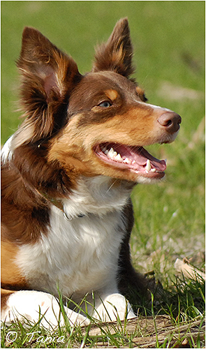Luna Tale Border Collies