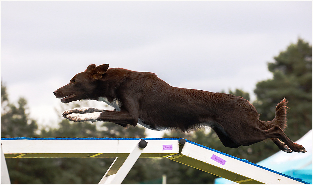 Luna Tale Border Collies