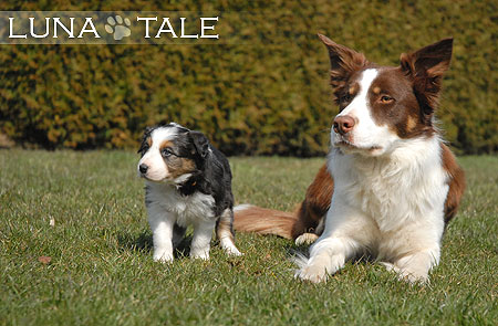 Luna Tale Border Collies