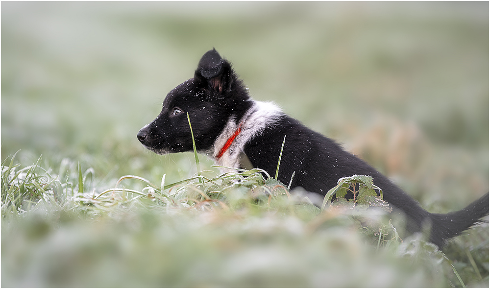 Luna Tale Border Collies