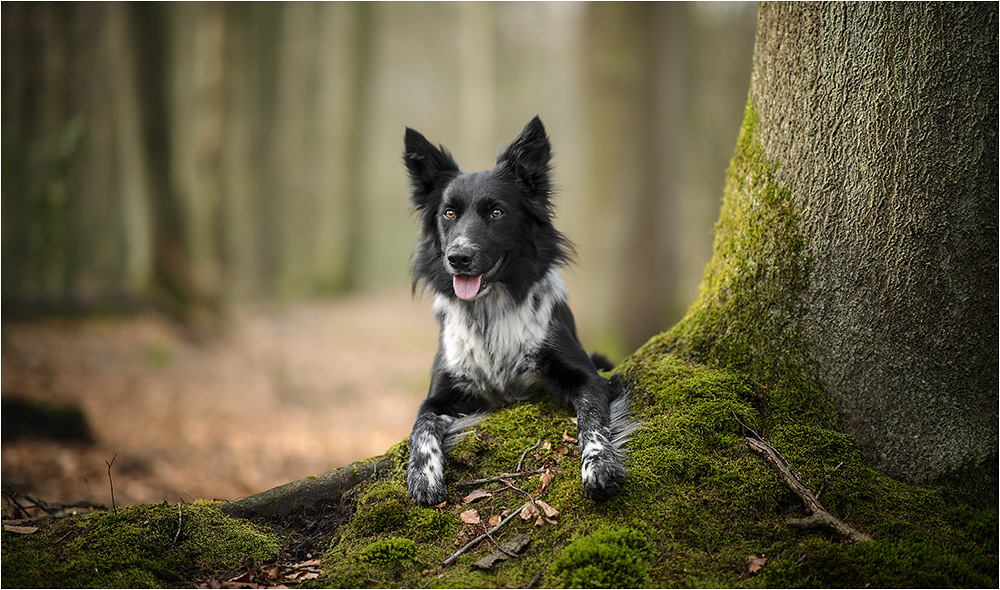 Luna Tale Border Collies