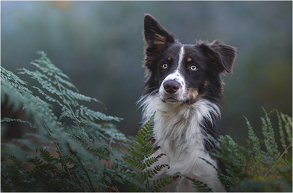 Luna Tale Border Collies